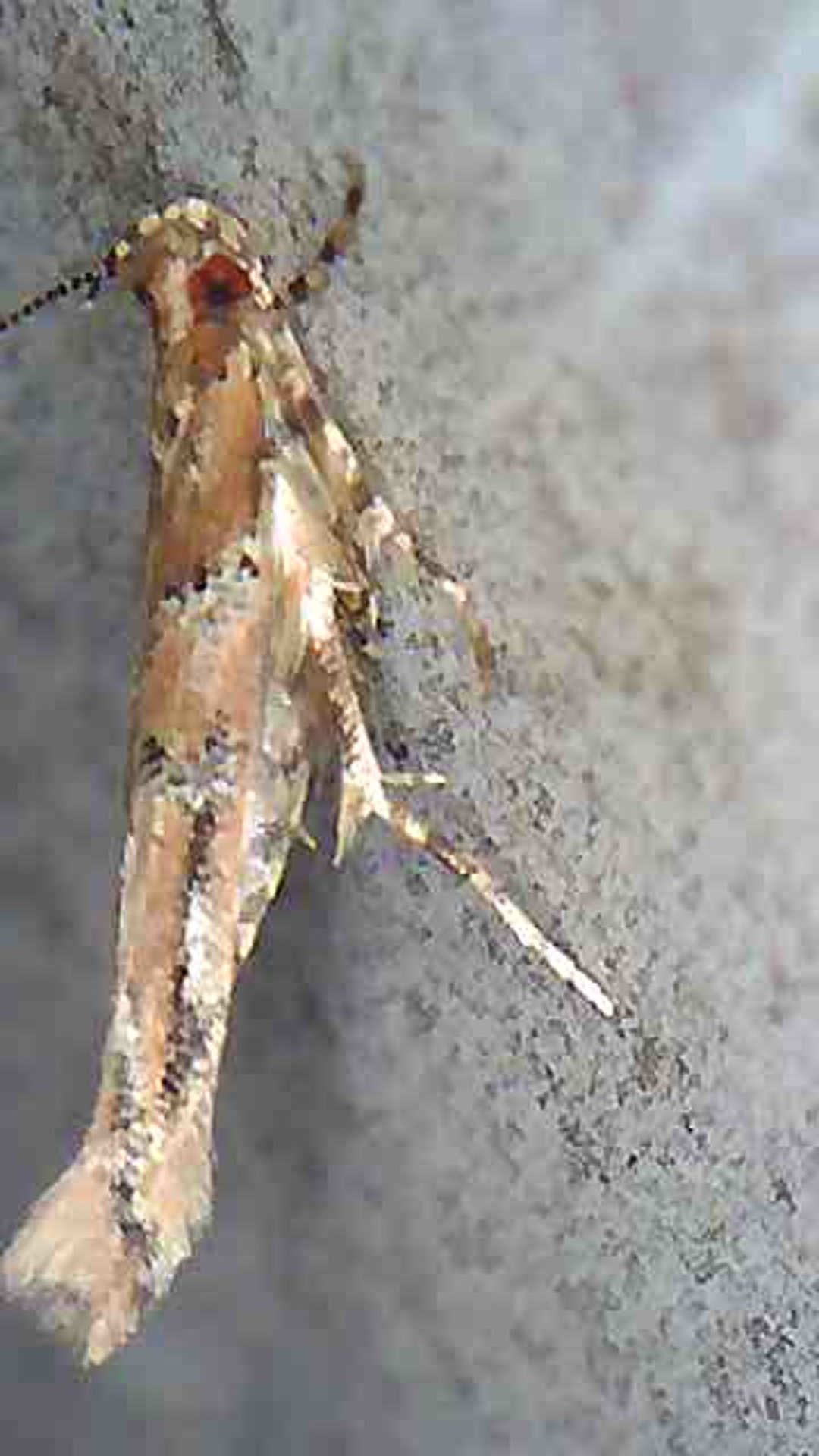 Pyroderces aellotricha (Meyrick, 1889)