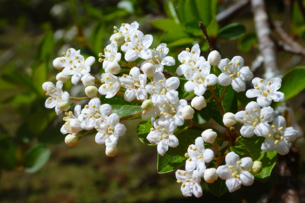 Walter's Viburnum (Viburnum obovatum) - Botanical Realm