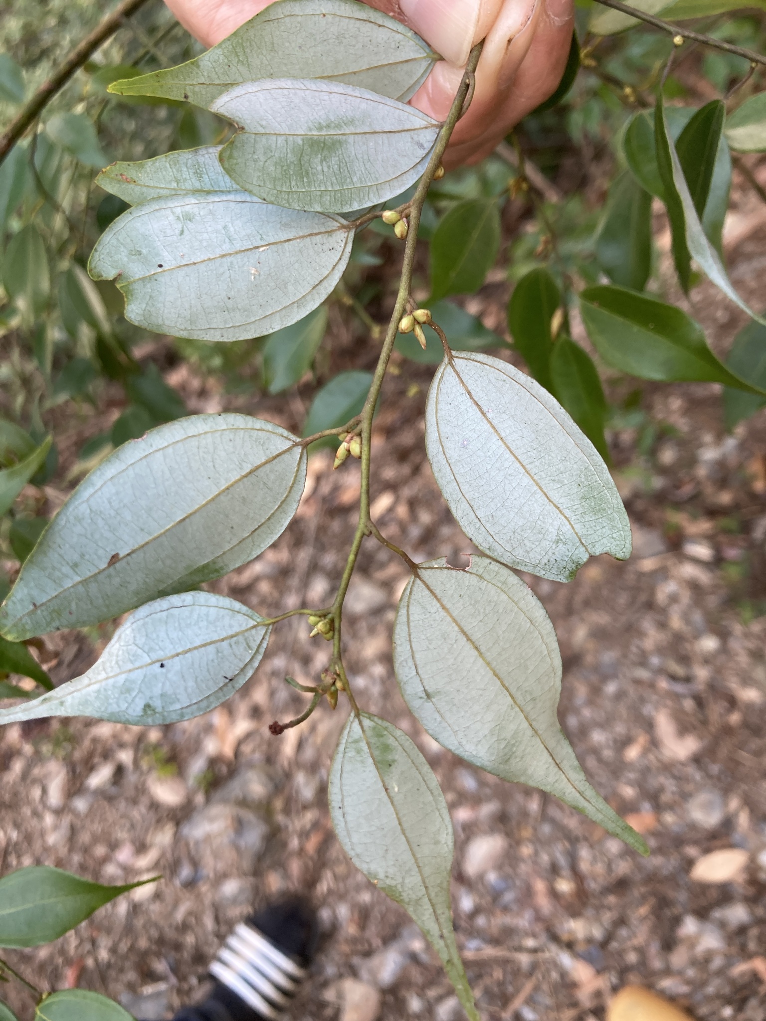 Lindera aggregata (Sims) Kosterm.