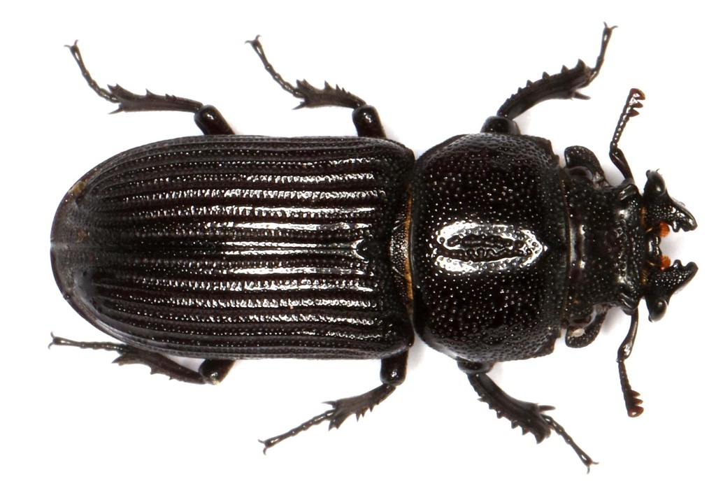 Nigidius delegorguei from North Uthungulu, South Africa on February 7 ...