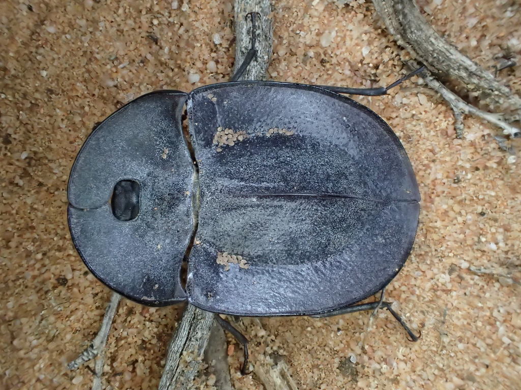 Pie-dish Beetles from 30km E by N of Swan Reach, S. AUST on February 6 ...