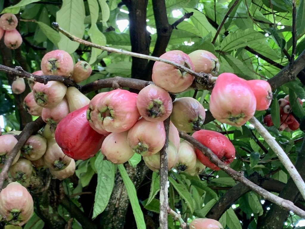 Malay Apple (Syzygium malaccense) - Botanical Realm