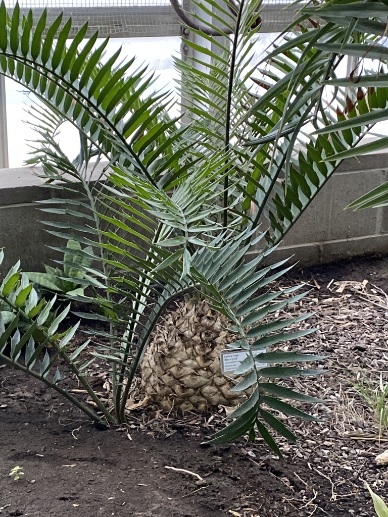 bread palms in February 2022 by adison_msc · iNaturalist