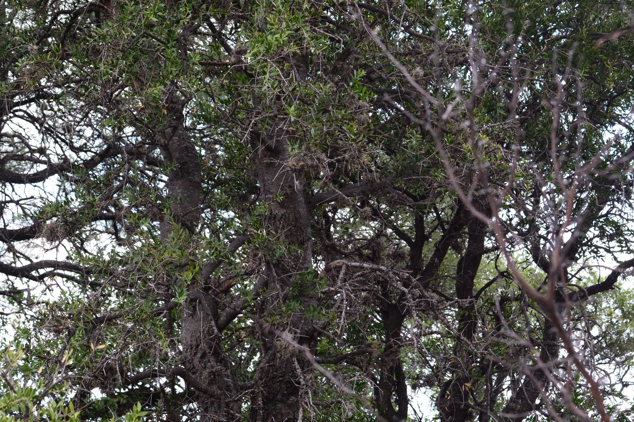 Aspidosperma quebracho-blanco Schltdl.