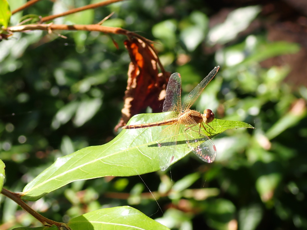 Neurothemis intermedia atalanta from Sao Thong Chai, Kantharalak ...