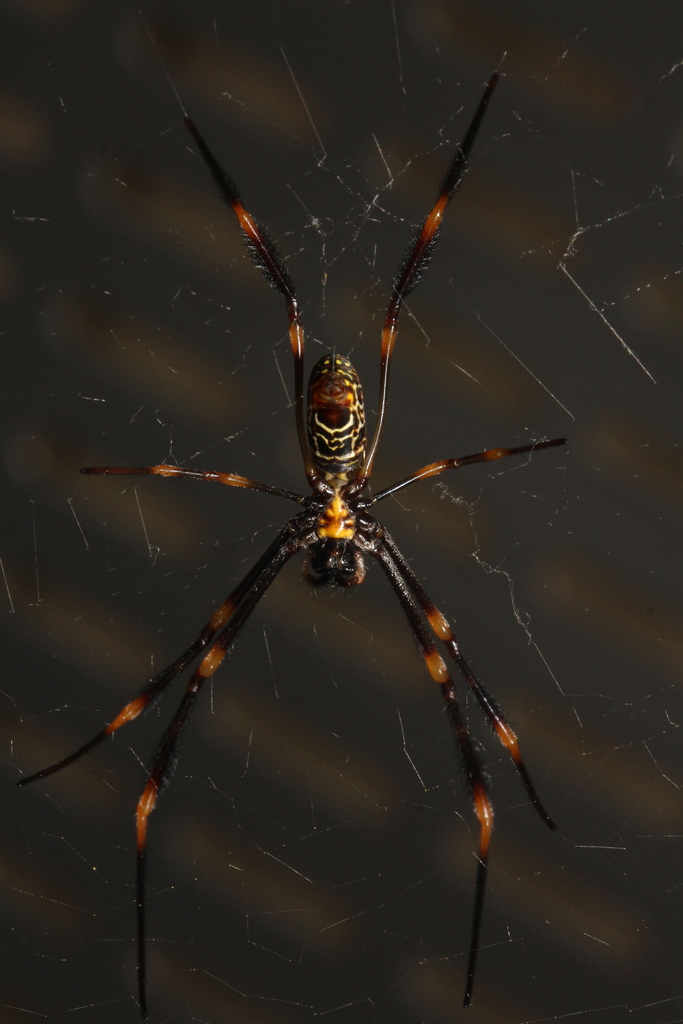 Tiger Spider from Graceville Parks on January 16, 2022 at 03:40 PM by ...