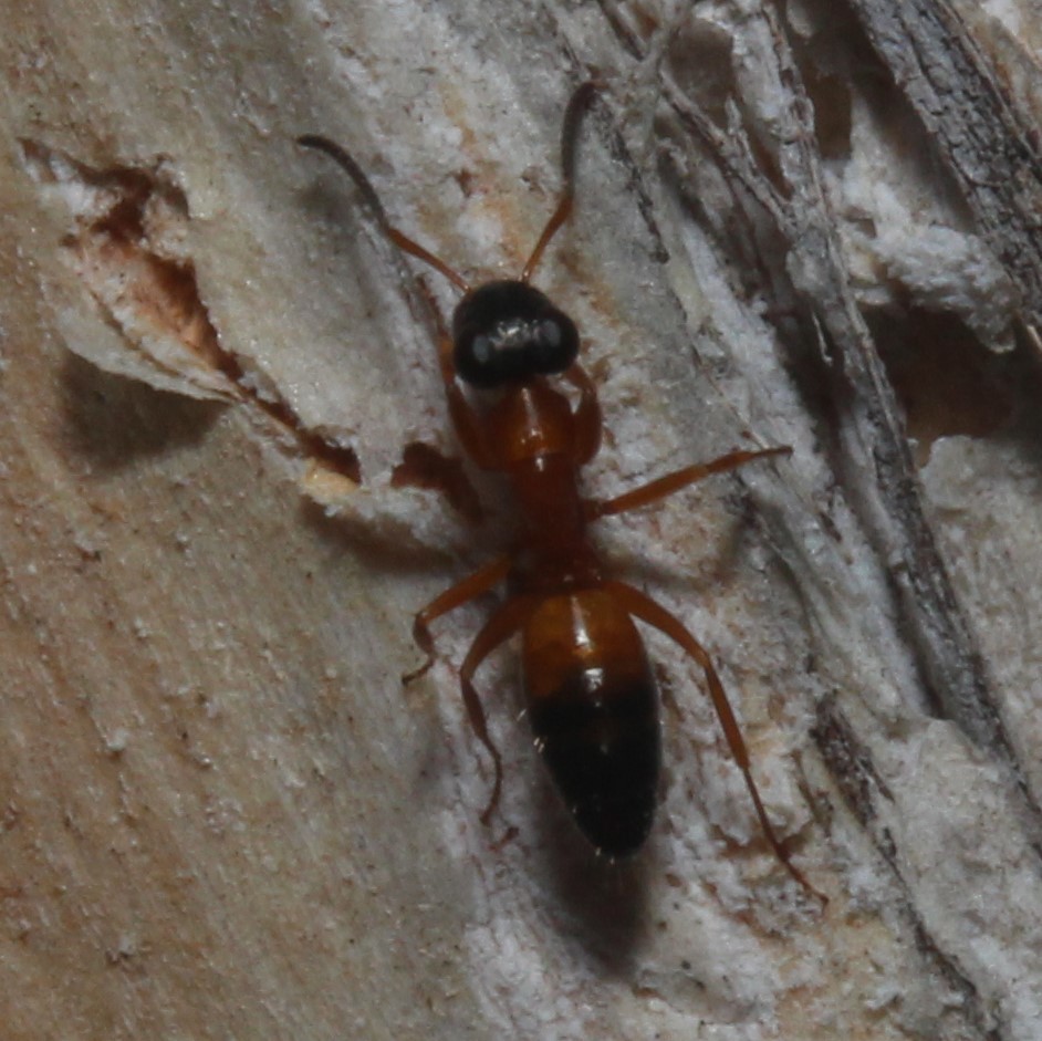 black-headed strobe ant from Graceville Parks on January 22, 2022 at 08 ...