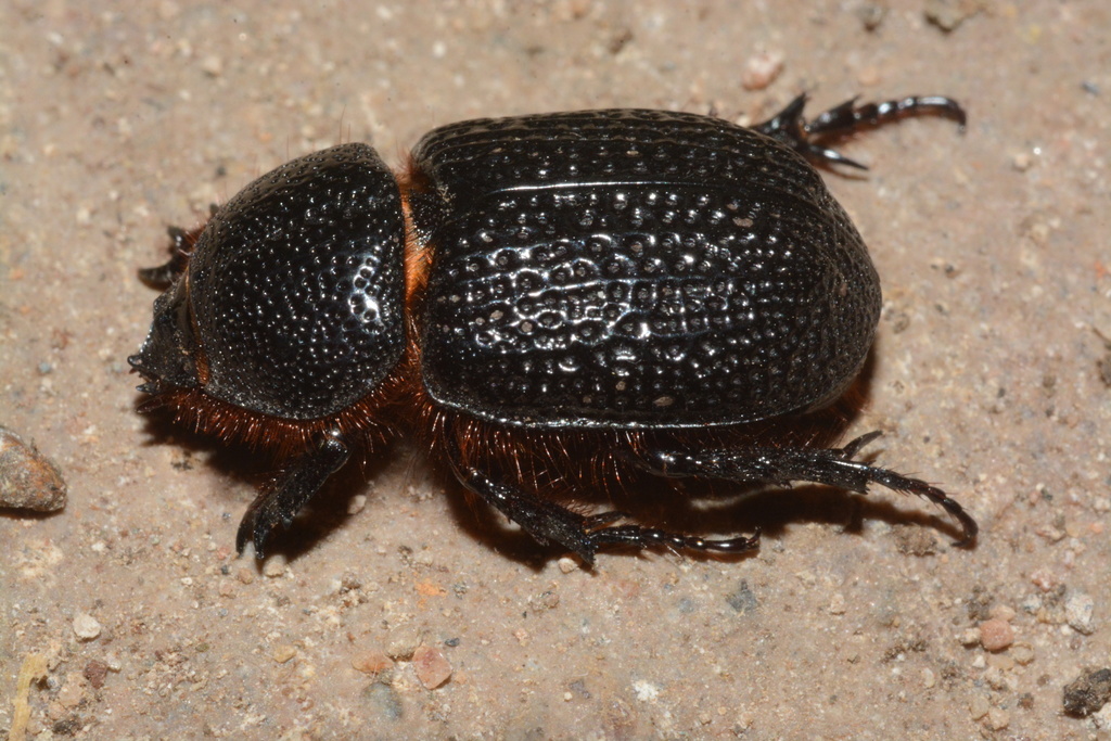 Rhinoceros Beetles from Moshono, Arusha, Tanzania on February 9, 2022 ...