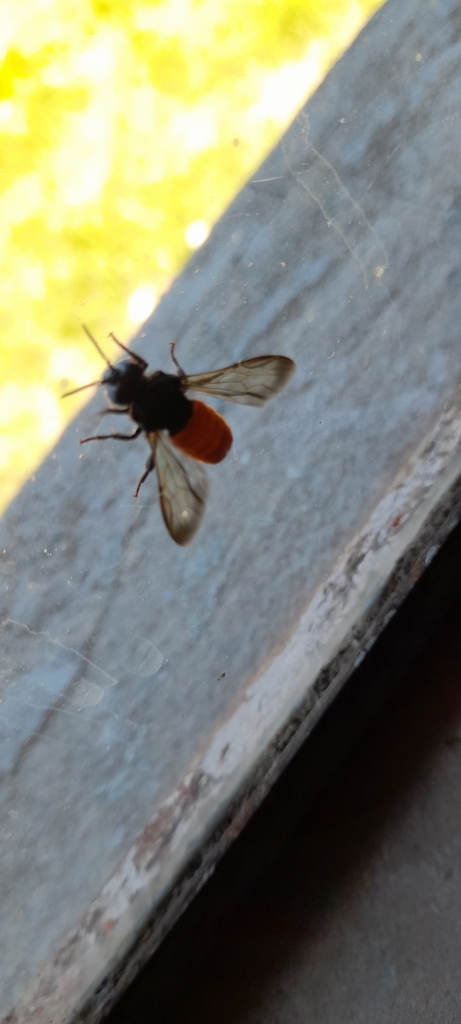 Euaspis erythros from BUFFELSDRAAI REFORESTATION HUB : CENTRE OF ...