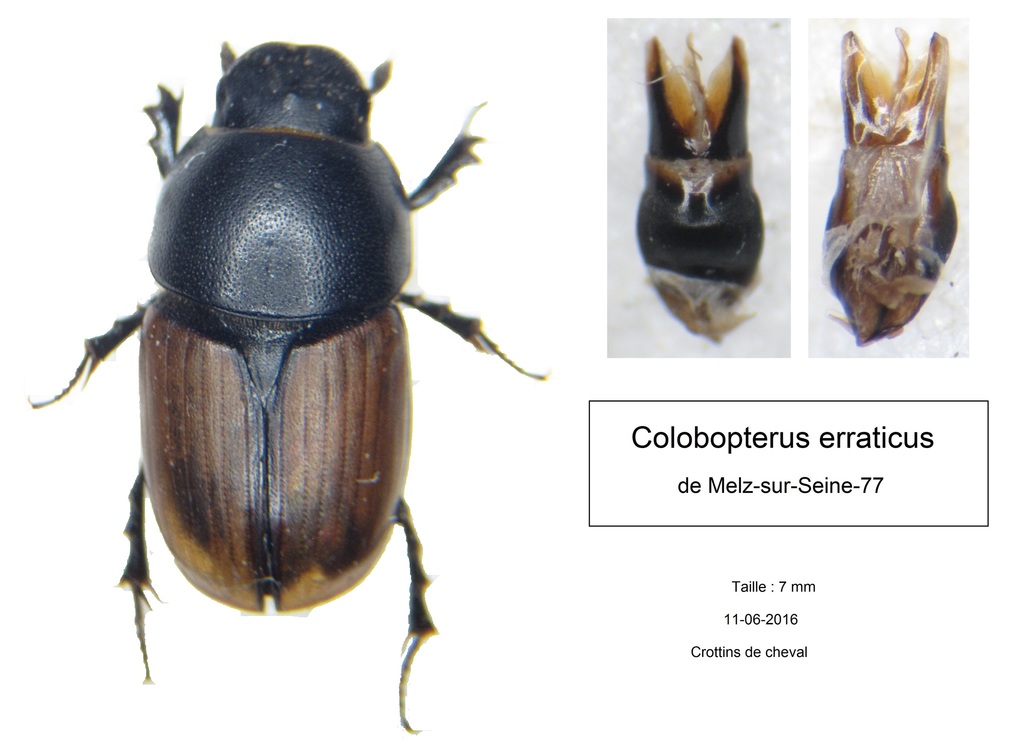 Colobopterus erraticus from 77171 Melz-sur-Seine, France on June 11 ...