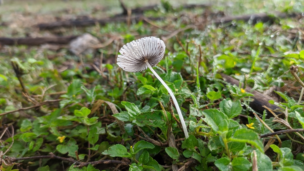 Psathyrellaceae from Ayotitlán, Jal., México on October 06, 2021 at 08: ...