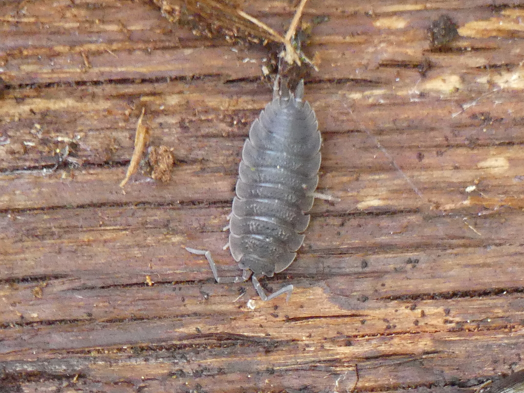 Common Rough Woodlouse from Bergsee, 49401 Damme, Deutschland on ...