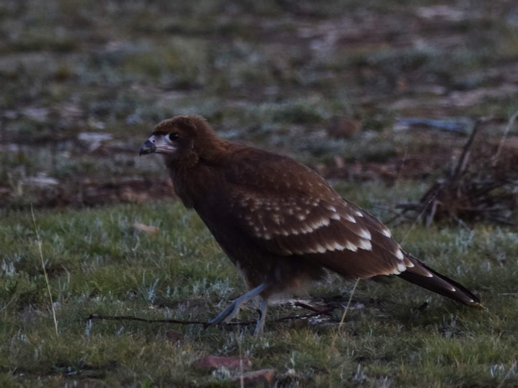 Mountain Caracara from Manco Kapac, Bolivia on January 23, 2022 at 06: ...