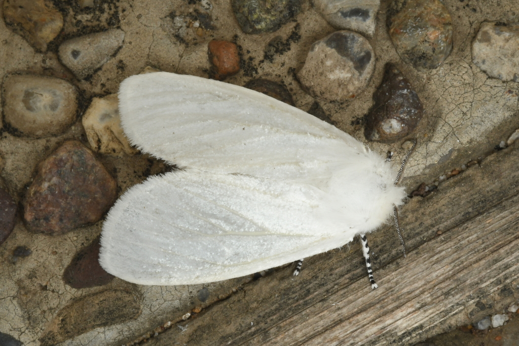 Leucoma candida from Xiangshang Beijing China on August 22, 2020 at 12: ...