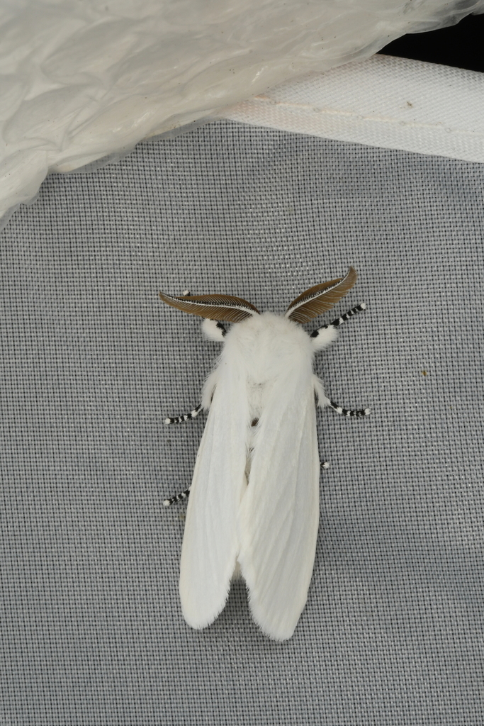 Leucoma candida from 中国北京市海淀区小西山 on August 22, 2020 at 12:37 PM by ...