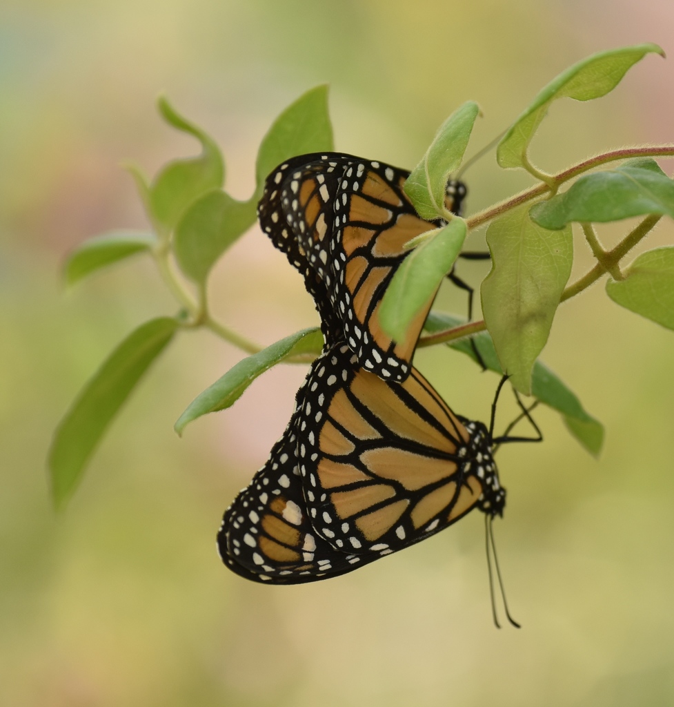 Monarch from Spring Preserve, Las Vegas, NV on May 01, 2015 at 10:40 AM ...