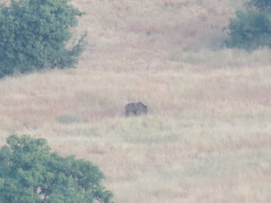 Eurasian Brown Bear from Mahdishahr, Semnan Province, Iran on July 02 ...