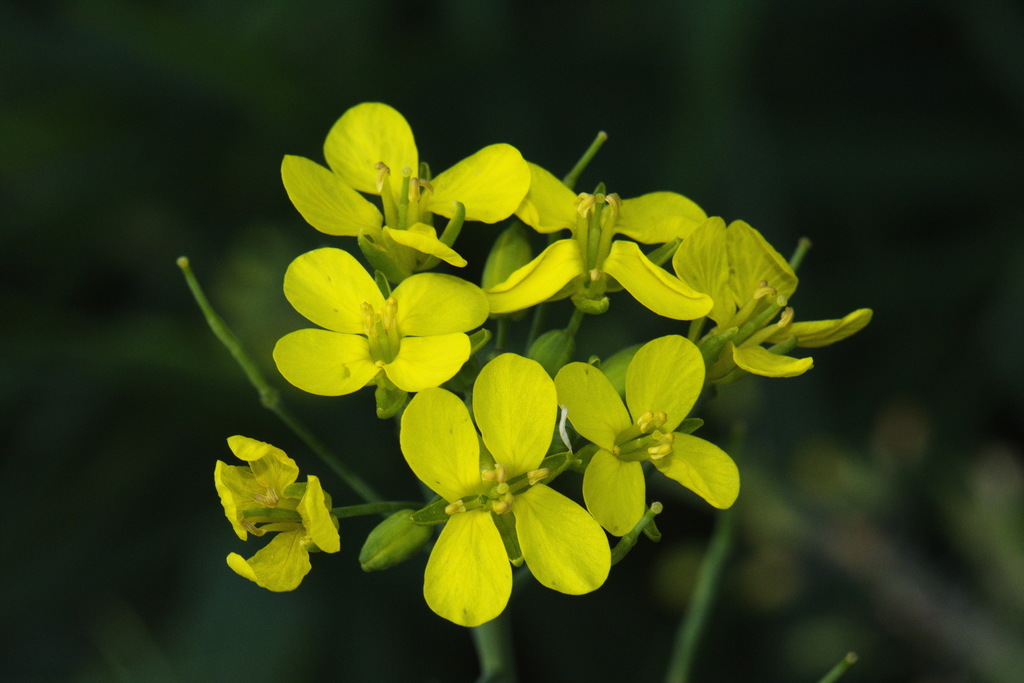 mustard family (Brassicaceae) - Botanical Realm