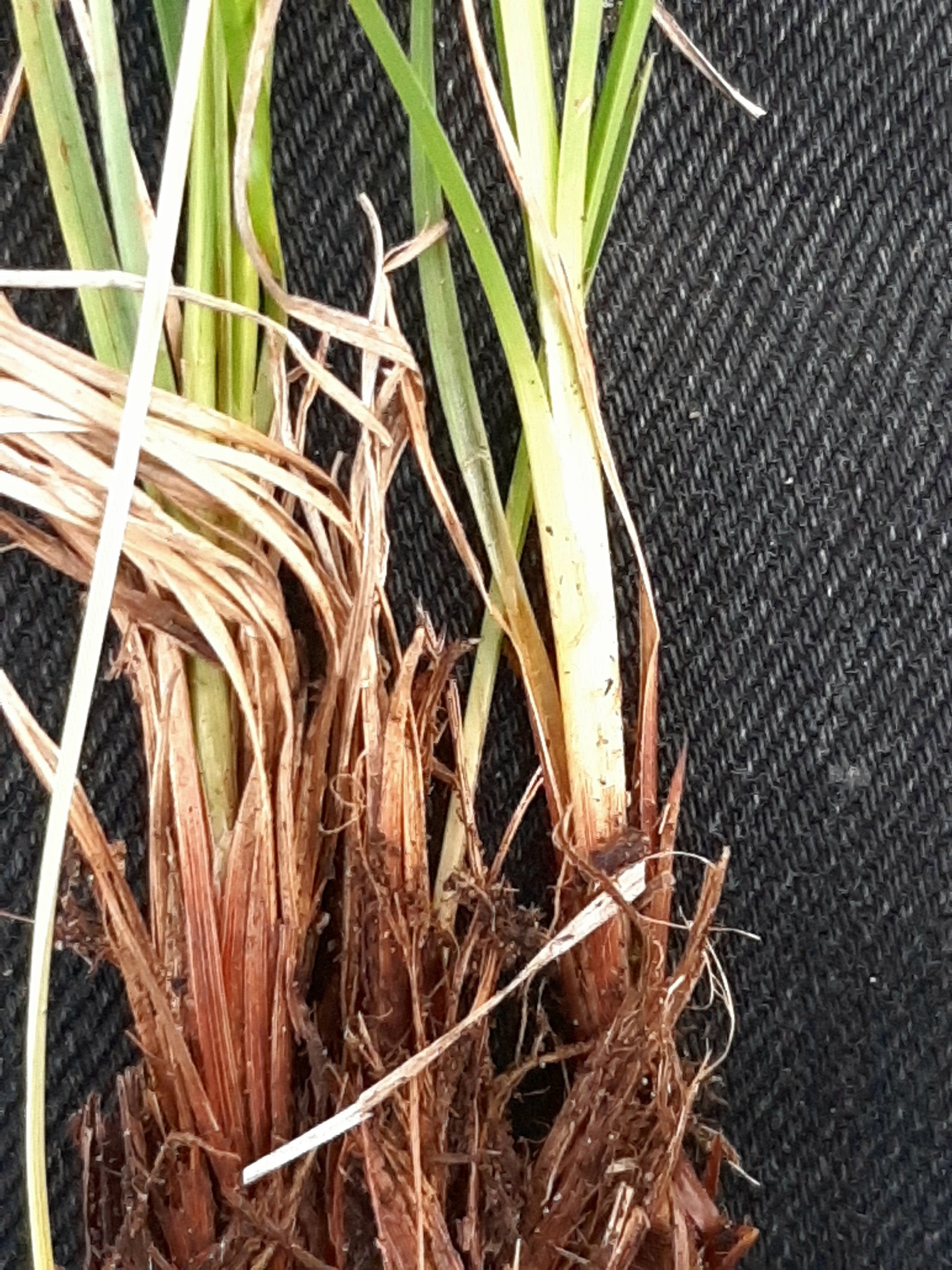 Carex nigra subsp. juncea (Fr.) Soó