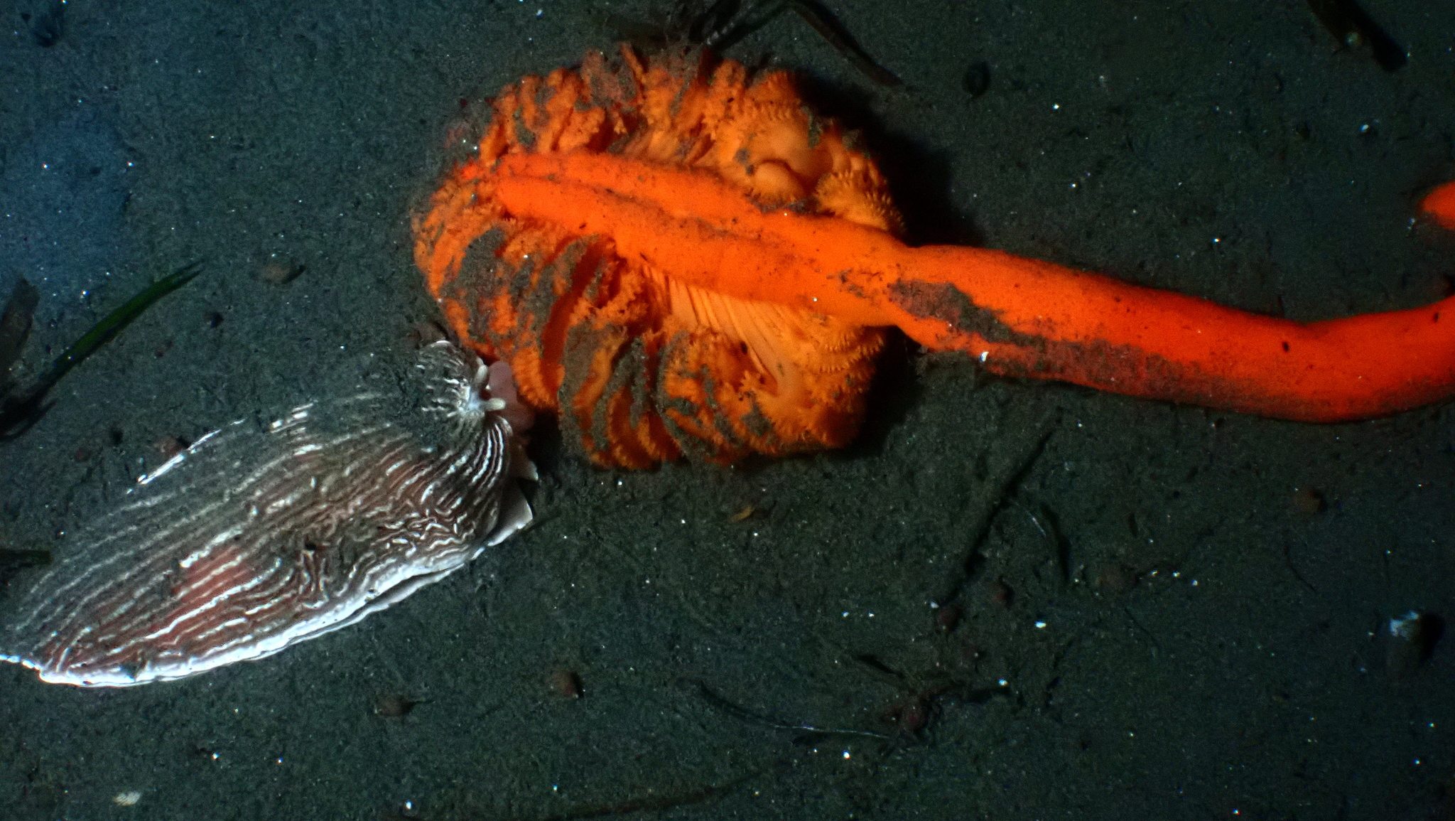 Armina californica (J.G.Cooper, 1863)