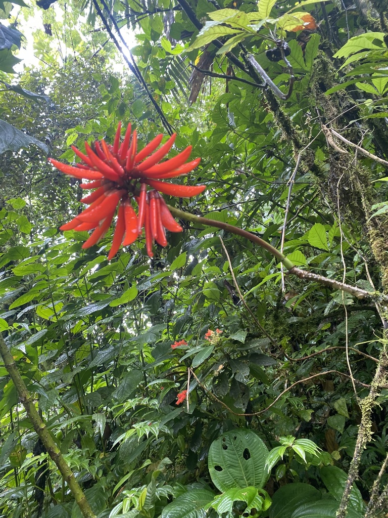 Coral trees from Archidona, Napo, EC on February 07, 2022 at 12:08 PM ...