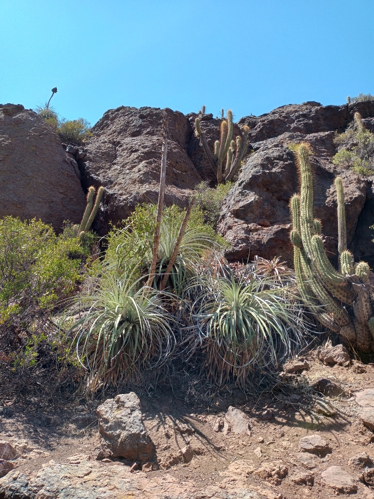 Sheep-eating Plant from Putaendo, Valparaíso, Chile on February 09 ...