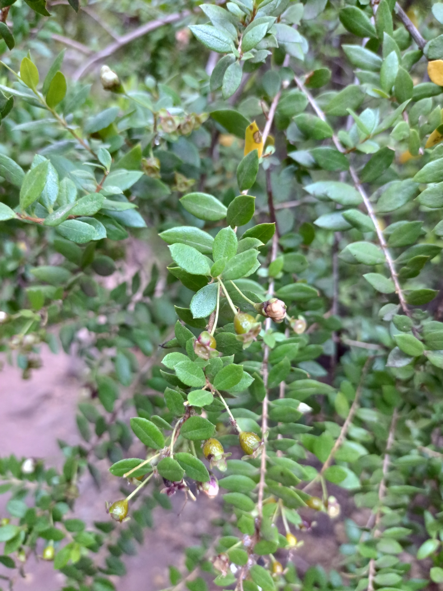 Luma chequen (Molina) A.Gray