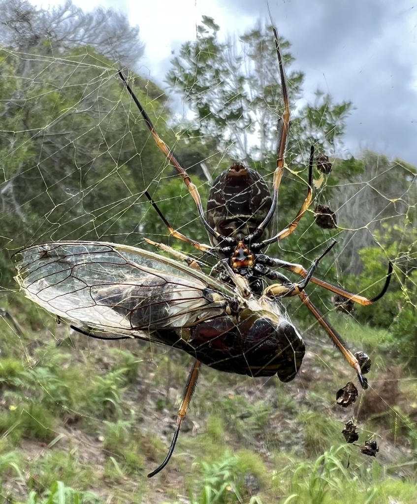 Tiger Spider from K'Gari / Fraser Island, Eurong, QLD, AU on February 3 ...