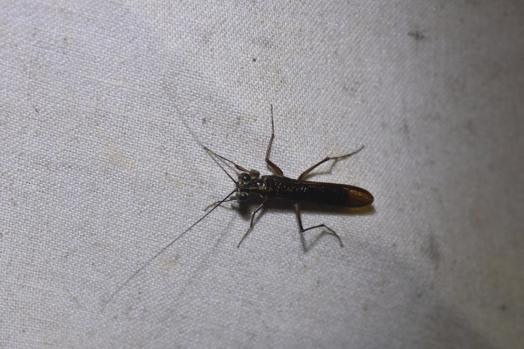 Mantoida brunneriana Saussure, 1871