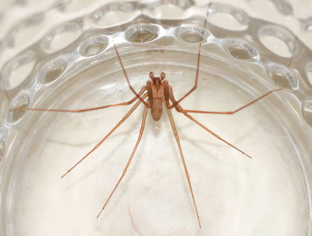 Mediterranean recluse from Città Studi, Milano MI, Italia on February ...