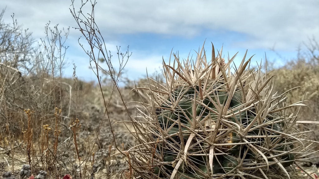 Ferocactus fordii borealis in April 2018 by Adrián Lozano · iNaturalist