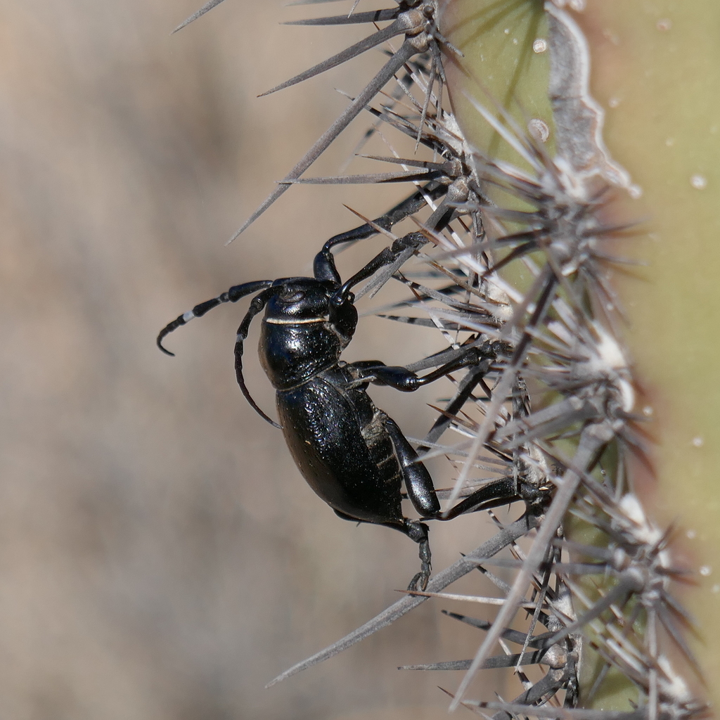 Giant Cactus Longhorn Beetle from Pima County, AZ, USA on February 08 ...