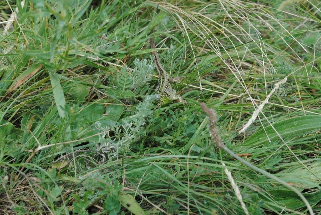 Lacerta agilis exigua from Оренбургская обл., Россия, 461449 on June 21 ...