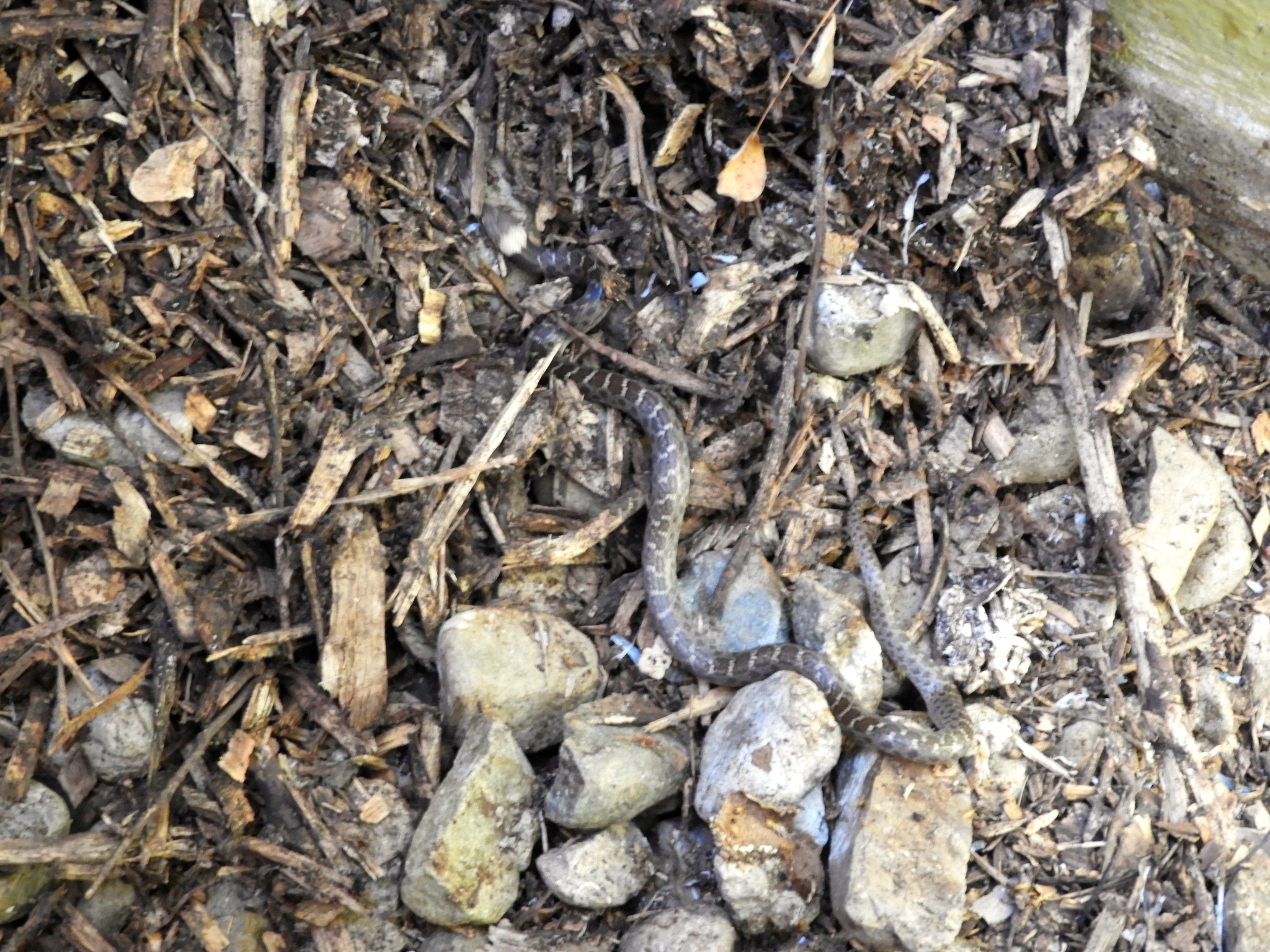 10 Facts About The Night Snake (USA) – Snake Radar