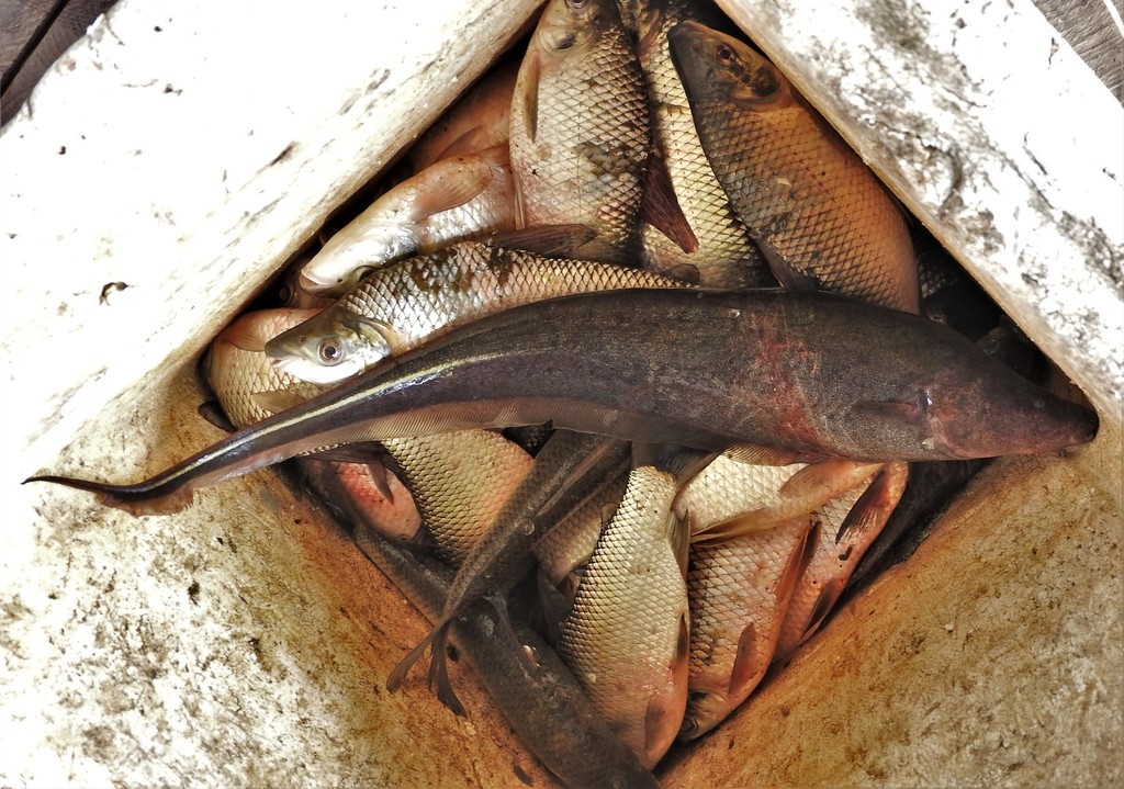 Sternopygus aequilabiatus from Betecito, Unguía, Chocó, Colombia on May ...