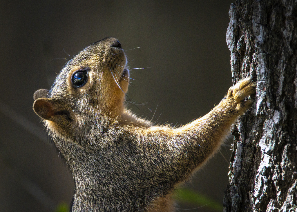Fox Squirrel from Shadow Creek Ranch, Pearland, TX, USA on February 09 ...