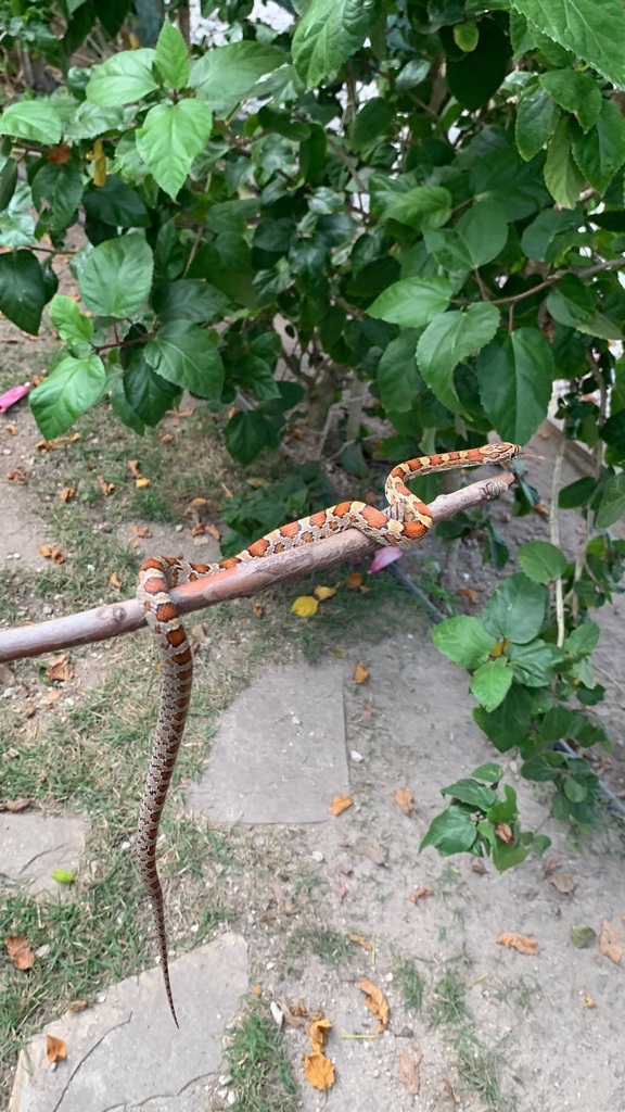 Corn Snake from Camperdown, Nassau, The Bahamas on February 9, 2022 at ...