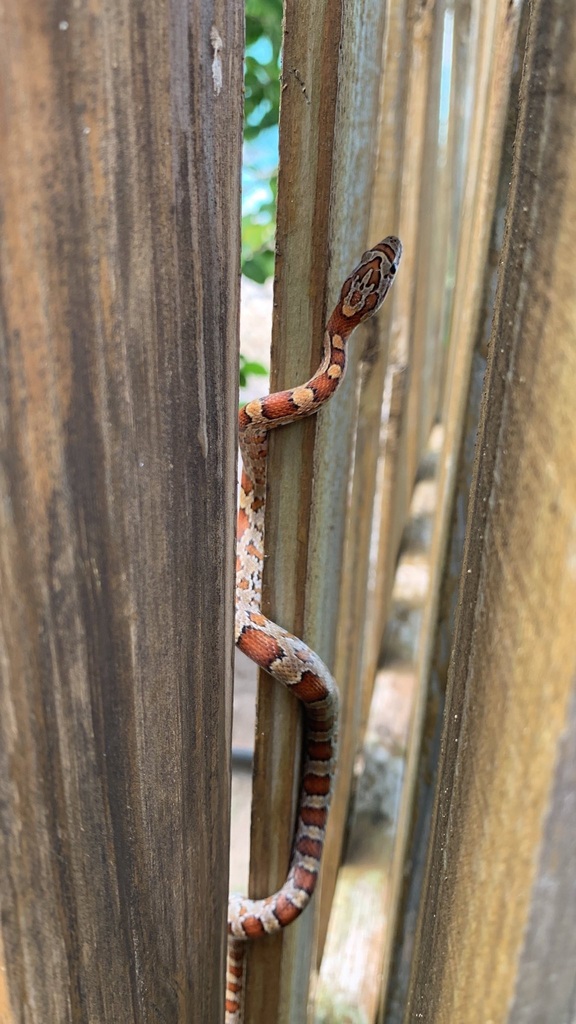 Corn Snake from Camperdown, Nassau, The Bahamas on February 9, 2022 at ...