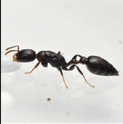 Pseudomyrmex brunneus · iNaturalist Mexico