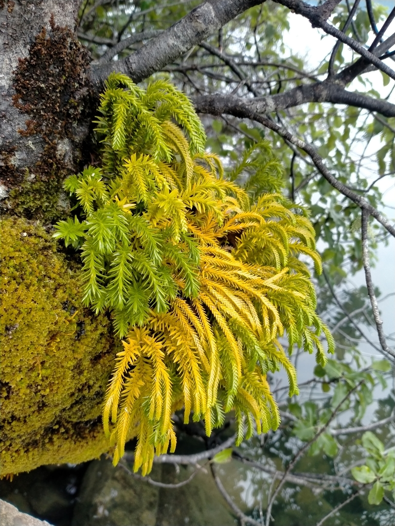 hanging clubmoss from 7072, New Zealand on February 09, 2022 at 10:35 ...