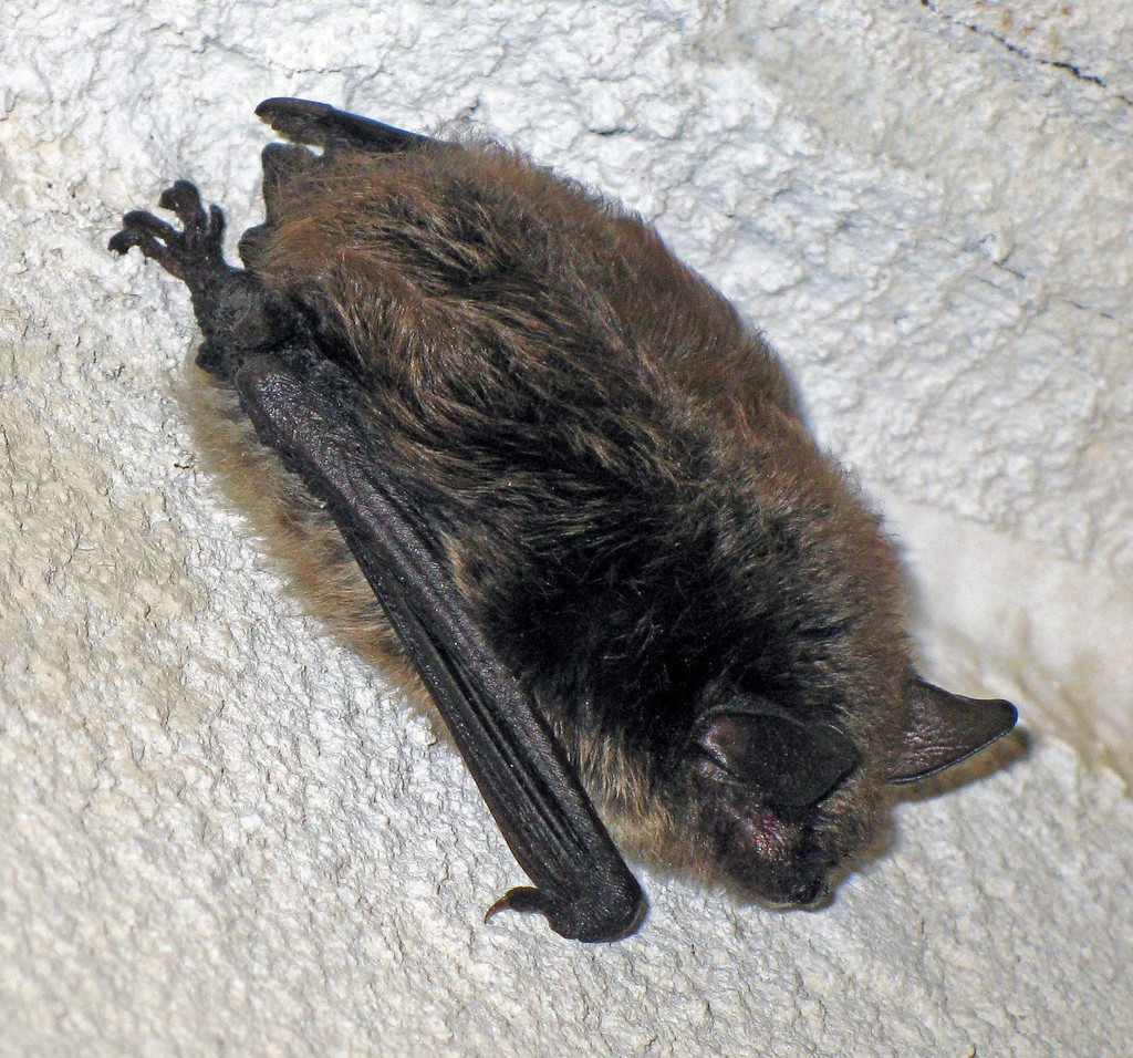 Mouse-eared Bats from Page County, VA, USA on August 26, 2009 at 03:31 ...