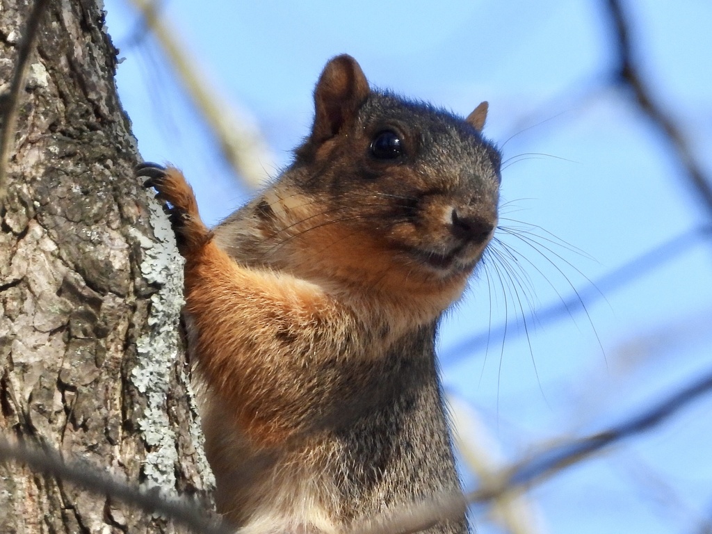 Fox Squirrel from Big Springs Rd, Bluff City, TN, US on February 8 ...