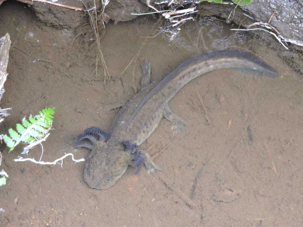 Mexican Tiger Salamander from Pancho Poza, Altotonga, Ver., México on ...