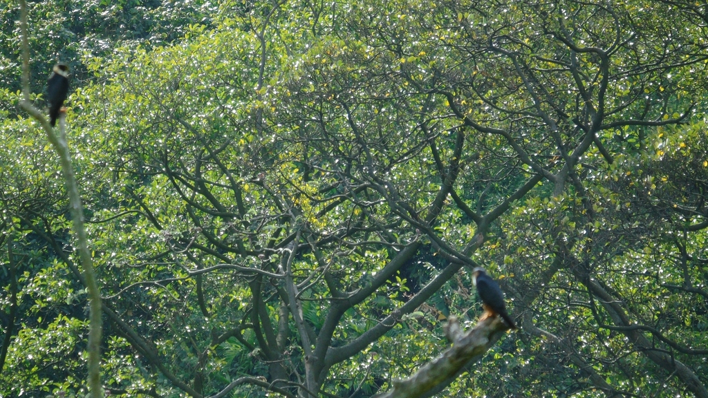 Bat Falcon from Finca Las Delicias on February 5, 2022 at 09:48 PM by ...