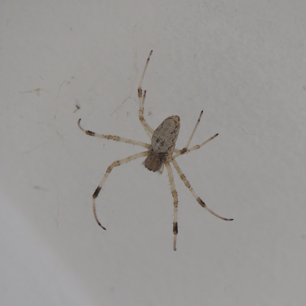African Hermit Spider in February 2022 by math_florentino · iNaturalist