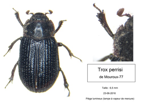 Trox perrisii · iNaturalist
