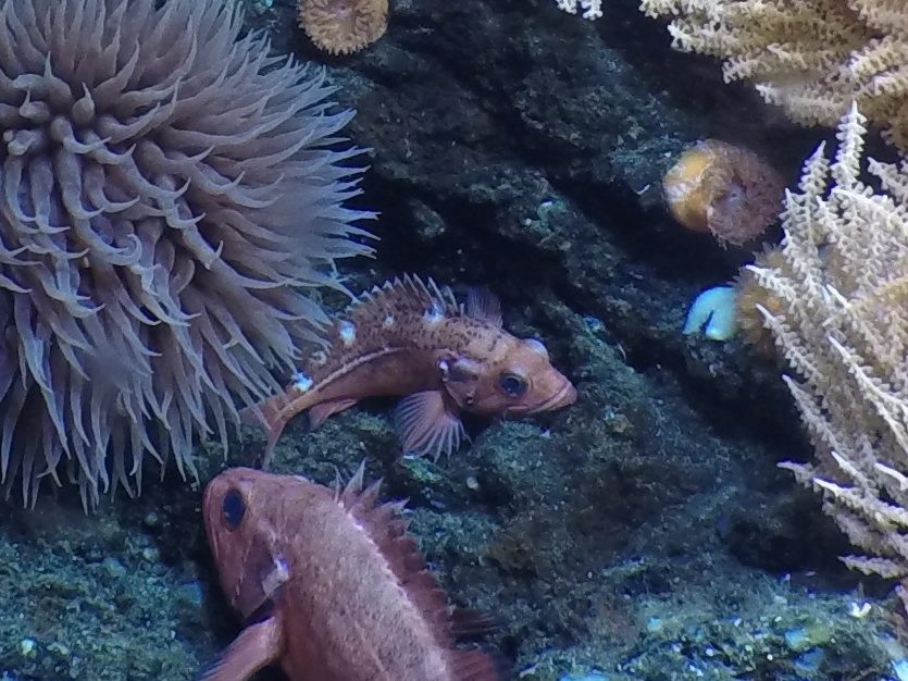 Black-spotted rockfish (Sebastes melanostictus) - Marine Life ...