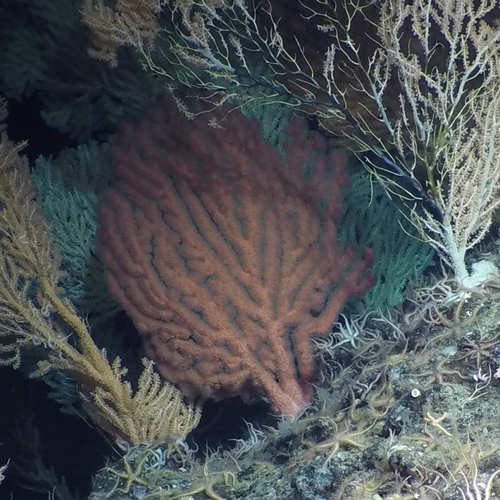 Paragorgia pacifica · iNaturalist United Kingdom