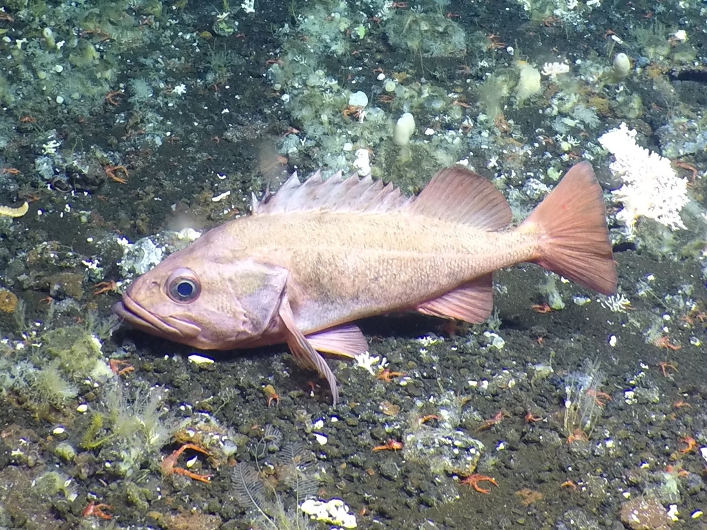 Rougheye Rockfish (Sebastes aleutianus) (Wildlife of the United States ...