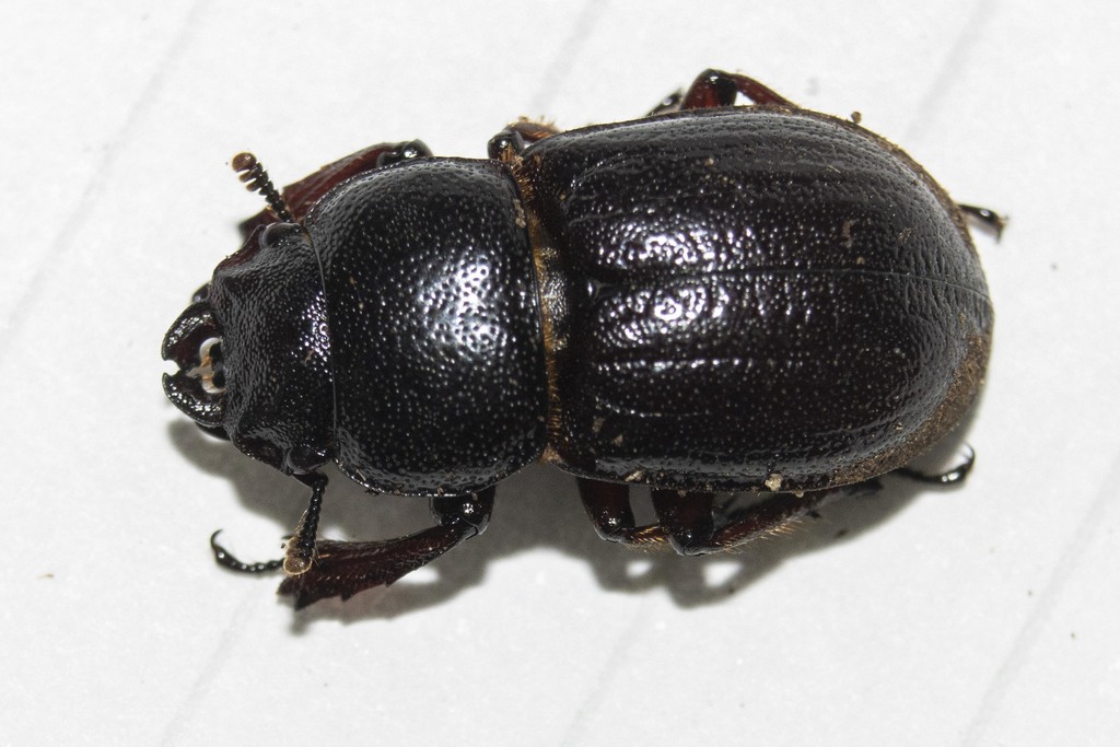 Chatham Island stag beetle from Tuku Nature Reserve, Chatham Islands ...